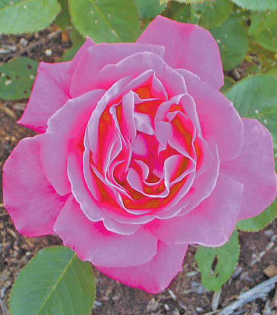 “Rose Color Meanings” - The Suffield Observer