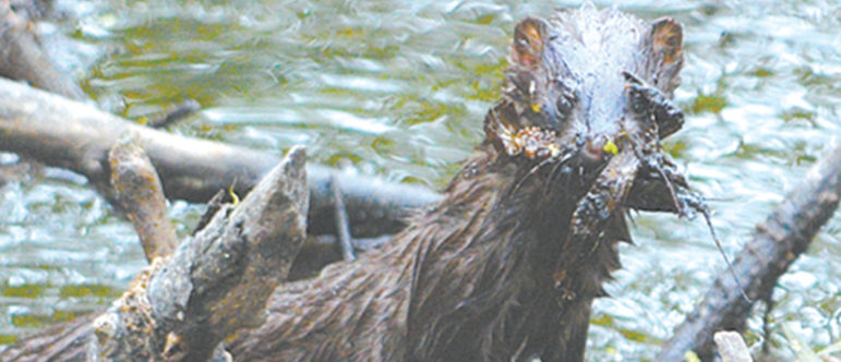 Fisher Cats - The Suffield Observer