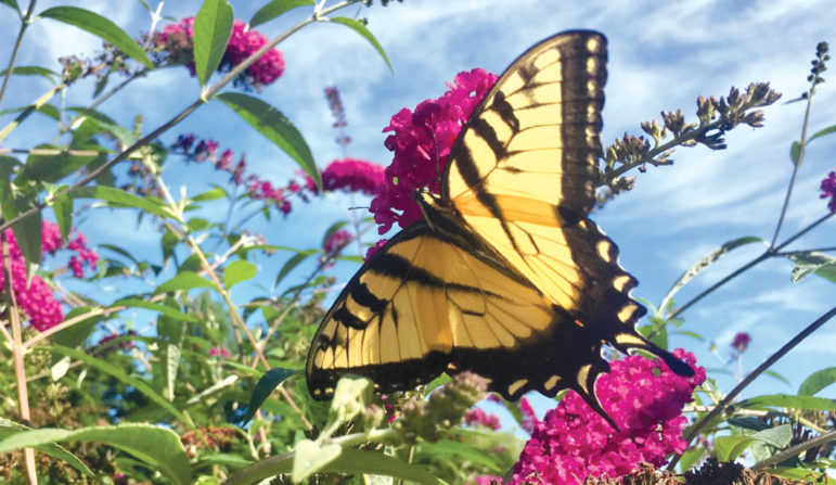 Yellow Swallowtail Butterfly - The Suffield Observer