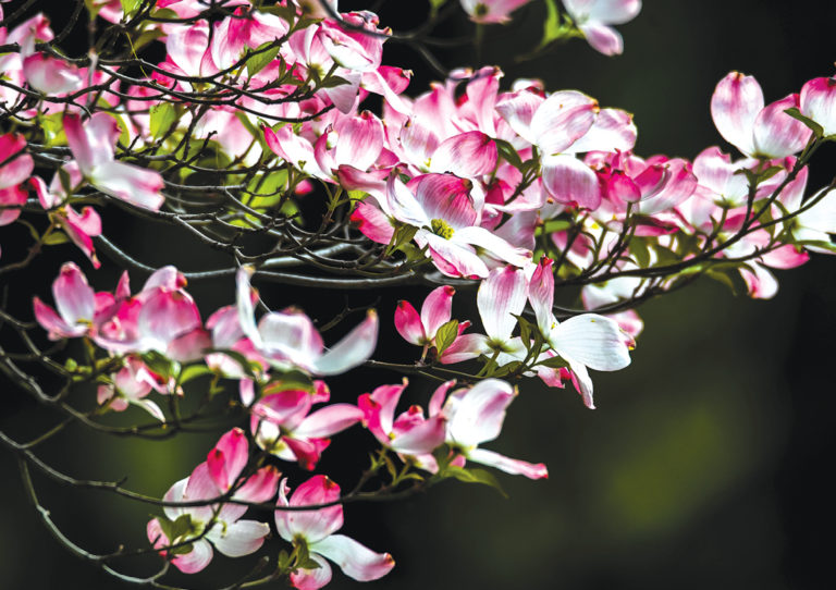 Think Spring! - The Suffield Observer