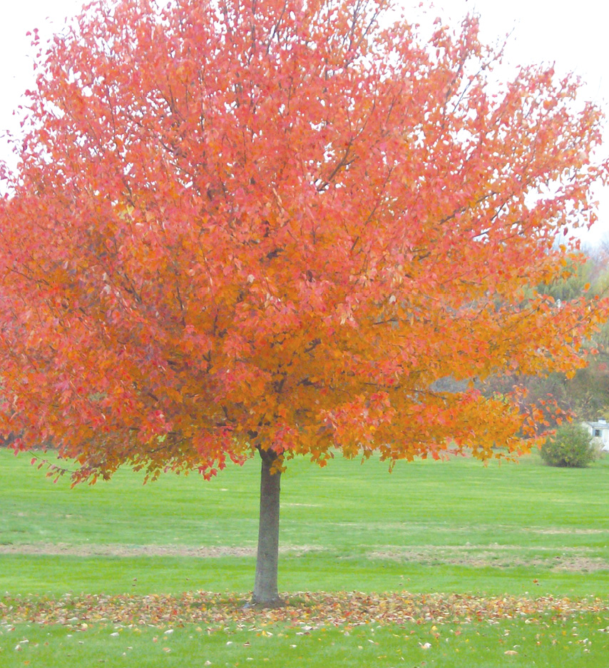 Horticulture Highlights from the Suffield Garden Club - The Suffield ...