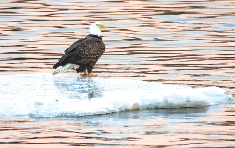 Beautiful Birds in the Winter - The Suffield Observer