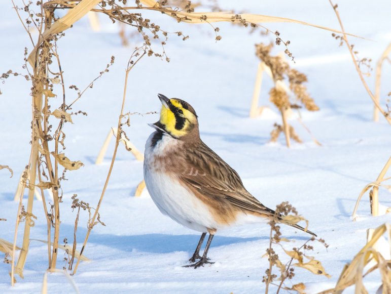 Beautiful Birds in the Winter - The Suffield Observer