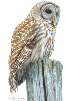 Helping our Feathered Friends - The Suffield Observer