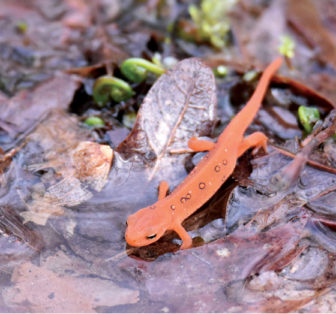 The Red Eft: Exemplar for Change - The Suffield Observer