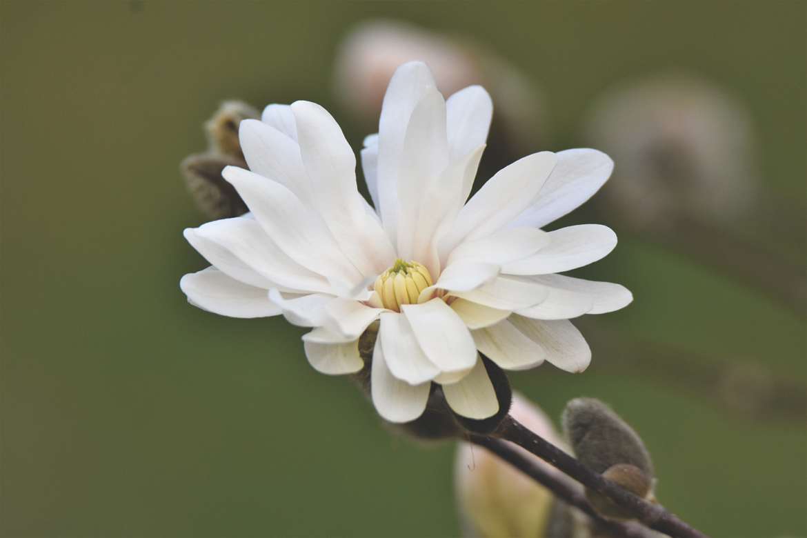 April Flowers - The Suffield Observer