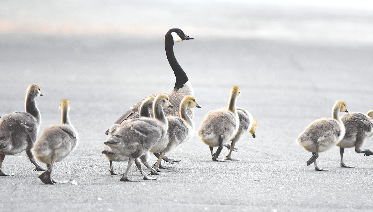 Wildlife Processions March On - The Suffield Observer