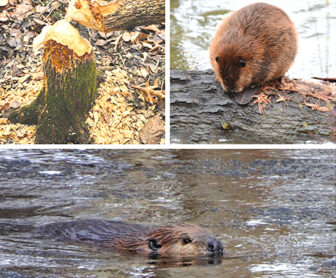 Beaver Tales - The Suffield Observer