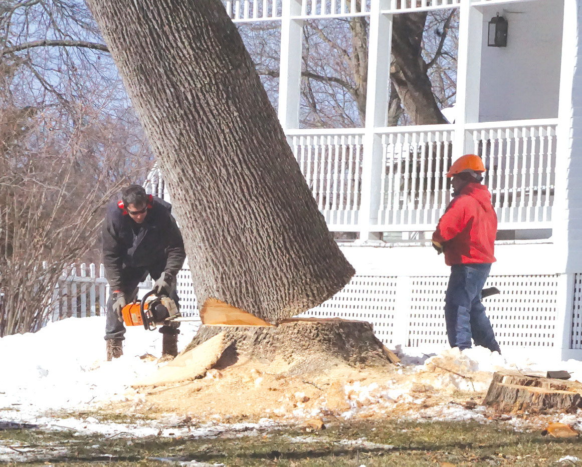 Timberrrr! - The Suffield Observer