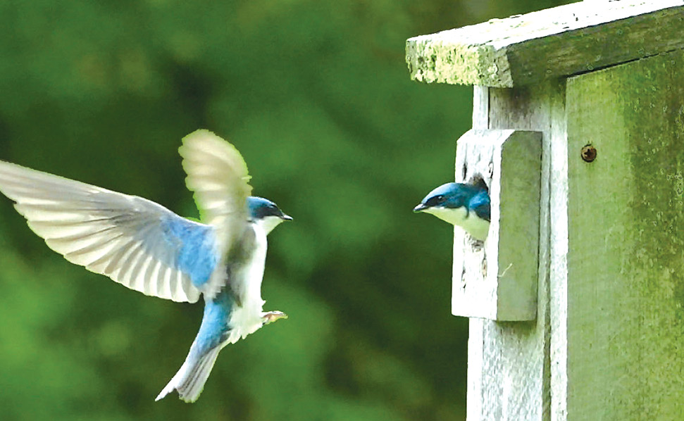 Winged Treasures at Windsor Locks Canal - The Suffield Observer