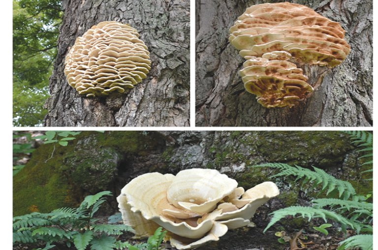 Northern Tooth Fungus - The Suffield Observer