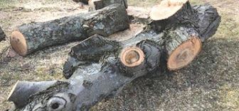 Where Have All the Trees Gone? - The Suffield Observer