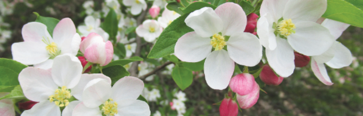 The Splendor of Spring - The Suffield Observer