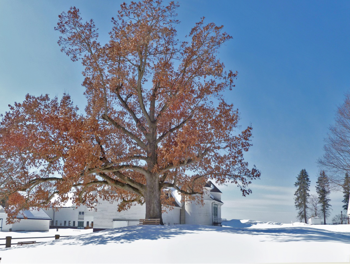 Trees Were the Stars of the Show - The Suffield Observer