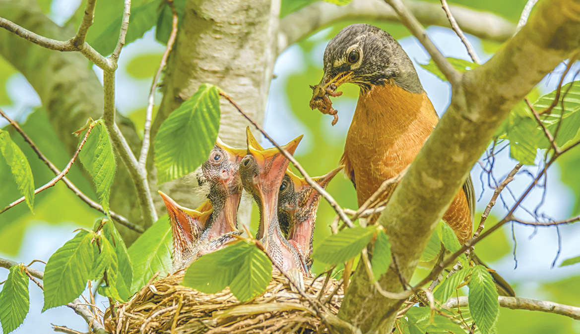 Local Naturalist Delights Garden Club Members - The Suffield Observer
