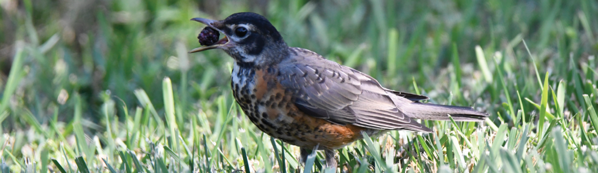 Local Photos! - The Suffield Observer