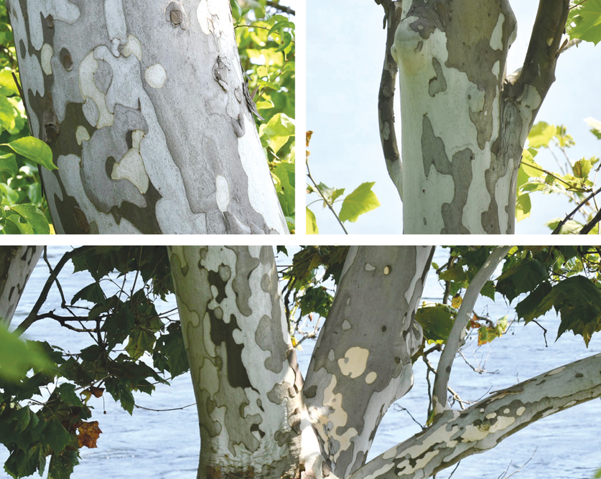 Musings of a Sycamore Tree - The Suffield Observer