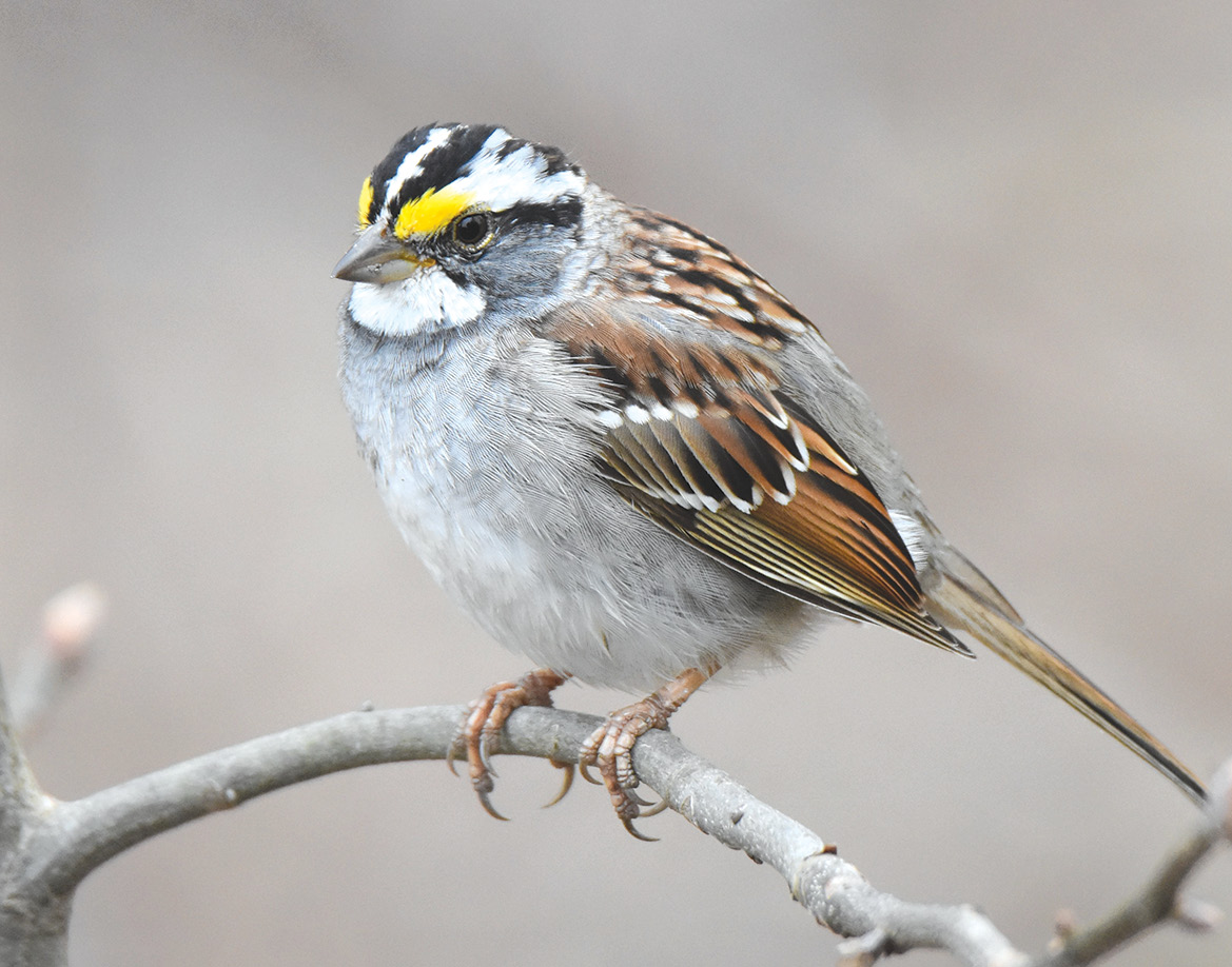 Little Sparrows and Big Boxes - The Suffield Observer